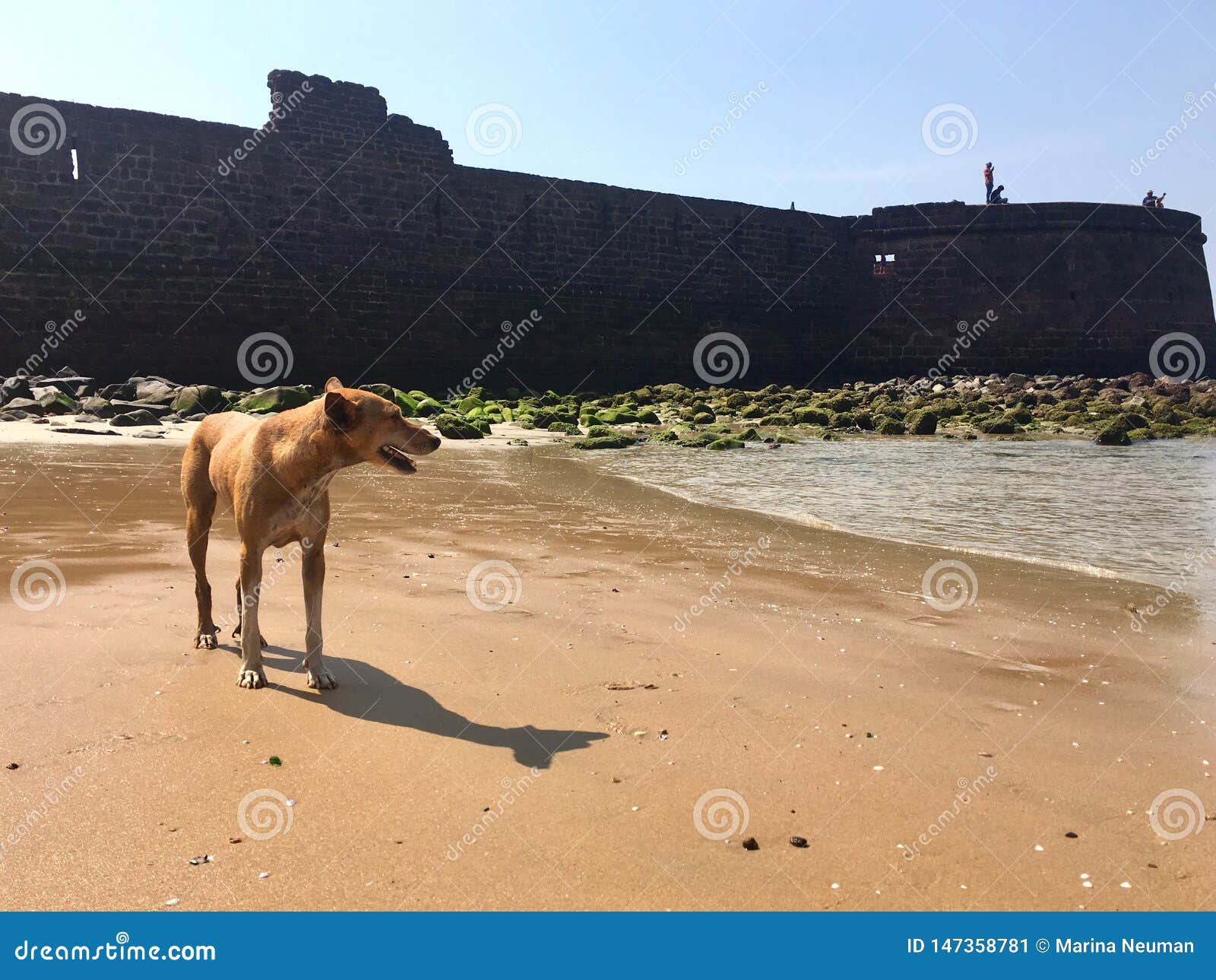 Dogs everywhere stock image. Image of indian, aguada - 147358781