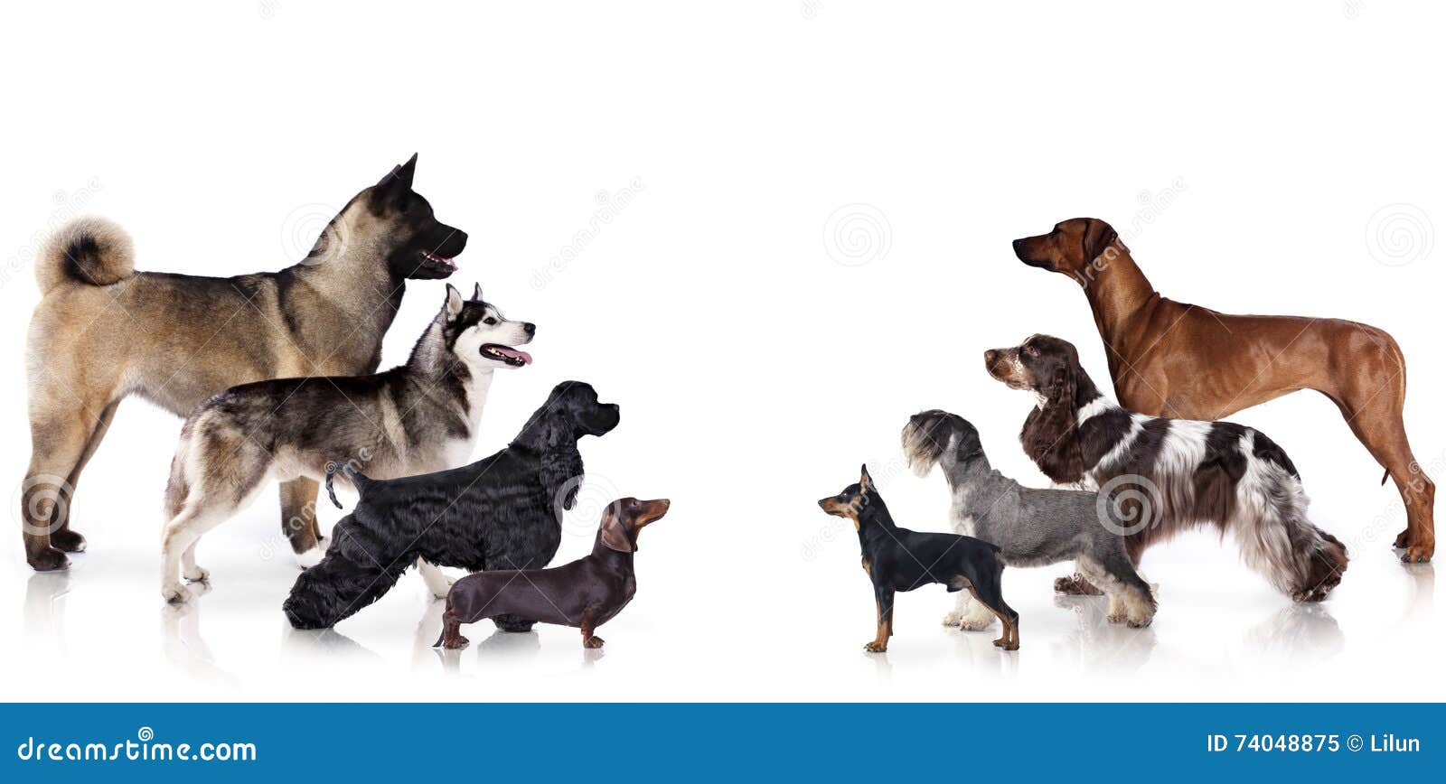 Dogs at the Exhibition Stand Stock Image - Image of bunny, dane: 74048875