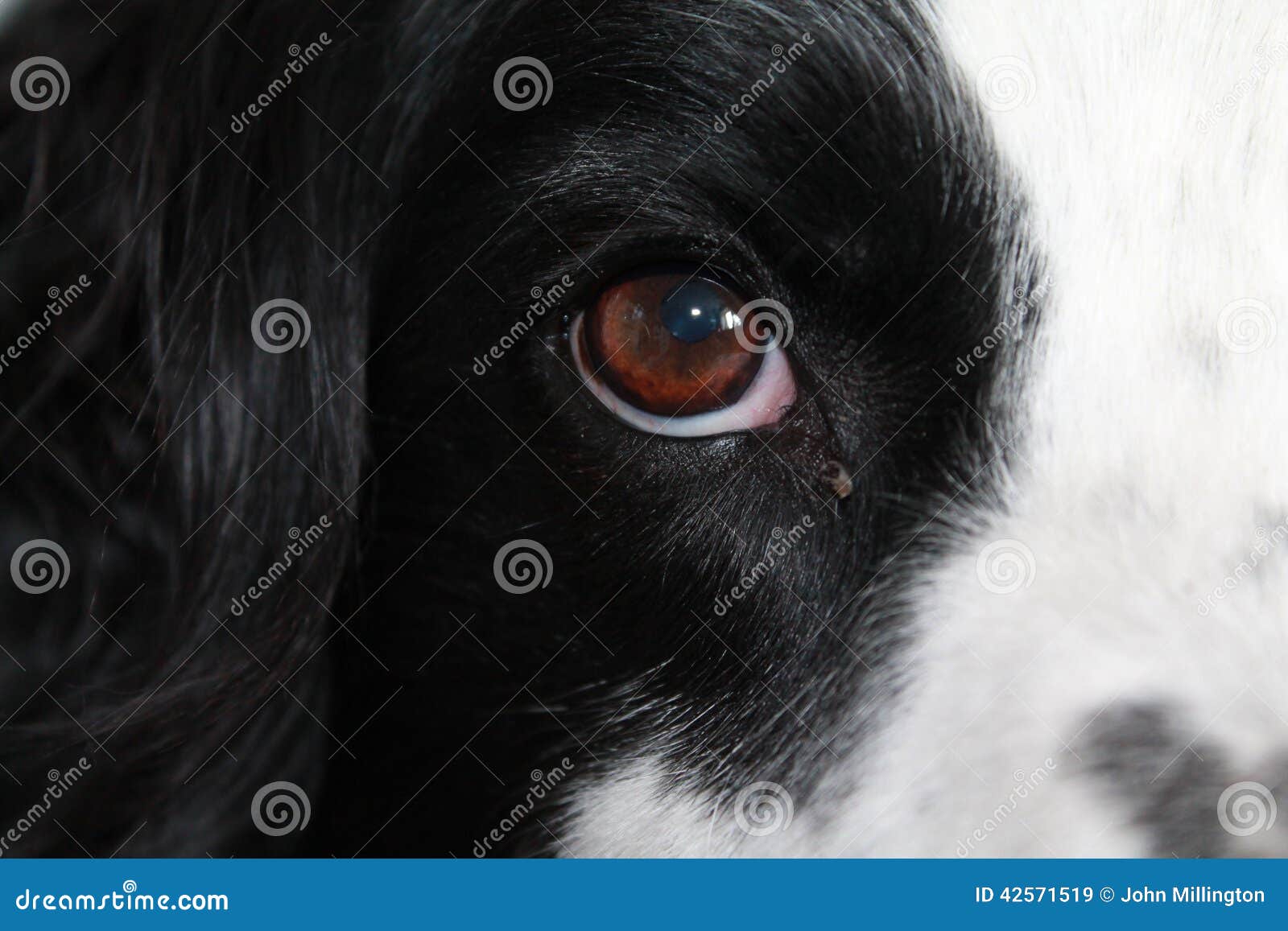 1,210 Dogs Eye View Stock Photos - Free & Royalty-Free Stock Photos ...