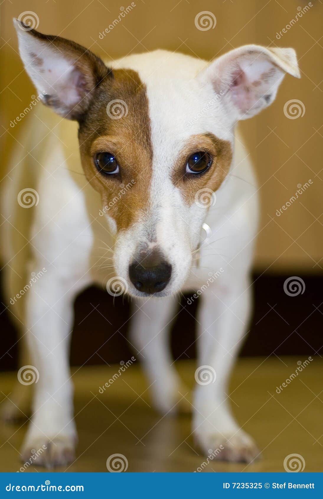 Dogs eye view stock image. Image of idyllic, viewing, contemplation ...