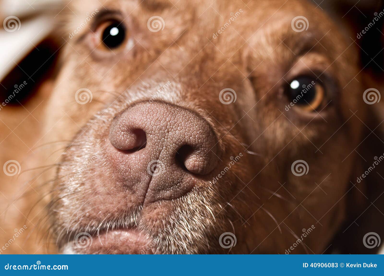 Dogs Face stock image. Image of close, staring, mammal - 40906083