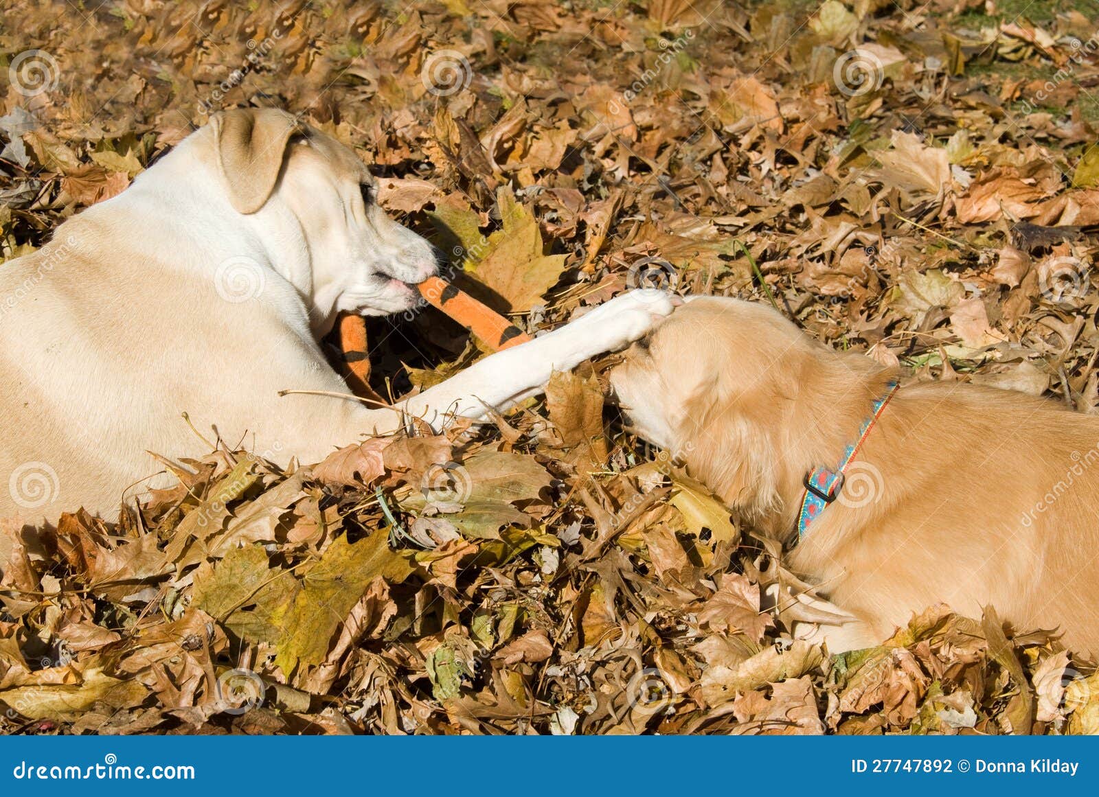 Dogs in Fall leaves stock photo. Image of collar, labrador - 27747892