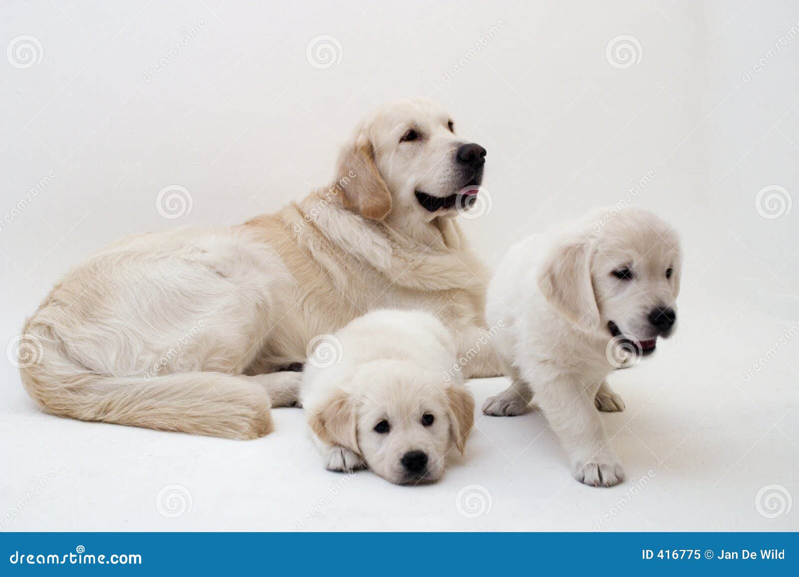 Dogs family stock image. Image of sweet, proud, furry, puppies - 416775