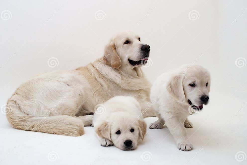 Dogs family stock image. Image of sweet, proud, furry, puppies - 416775