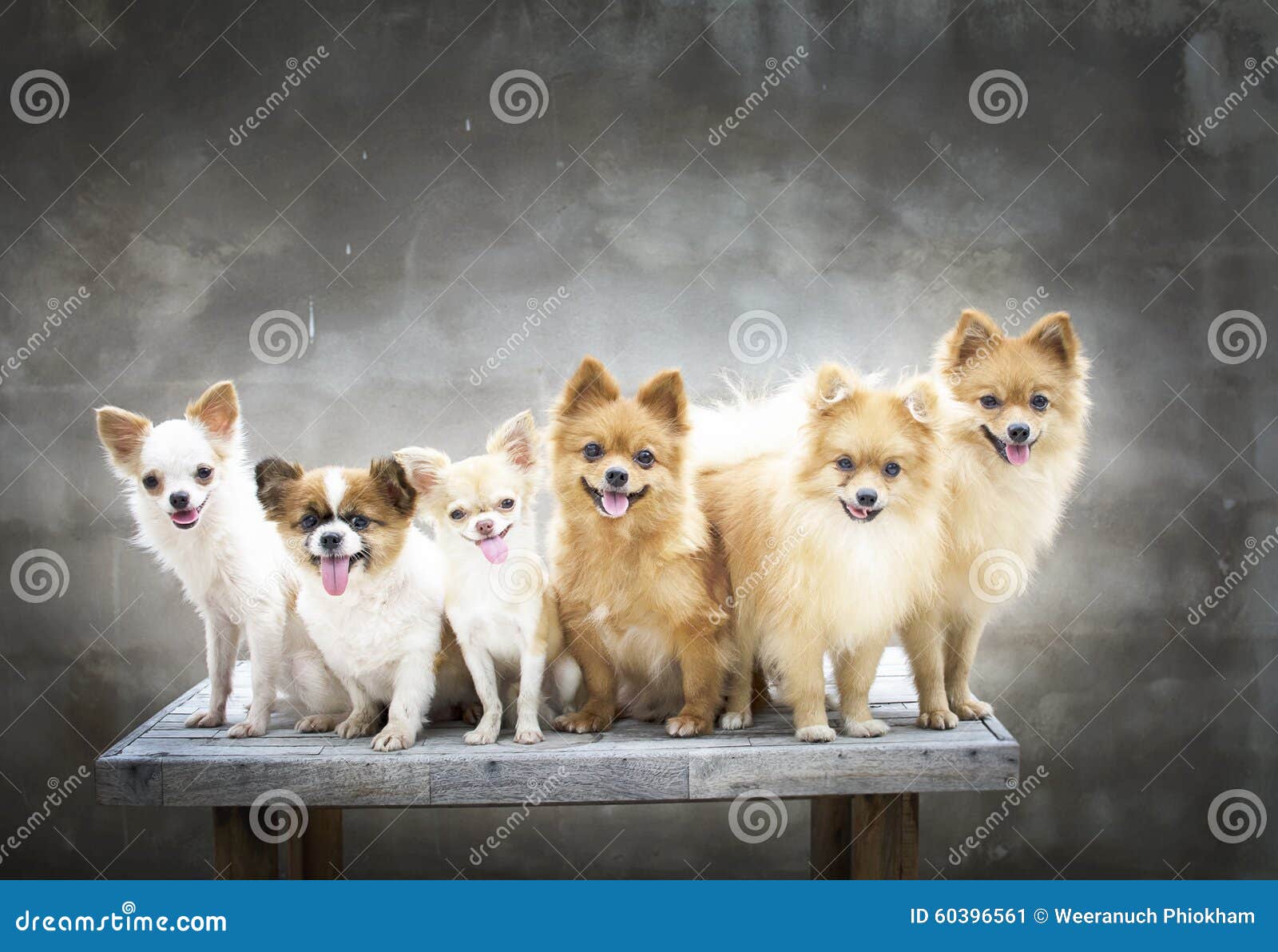 Dogs: Family Spitz, Dogs-parents Pomeranz Stock Photo | CartoonDealer ...