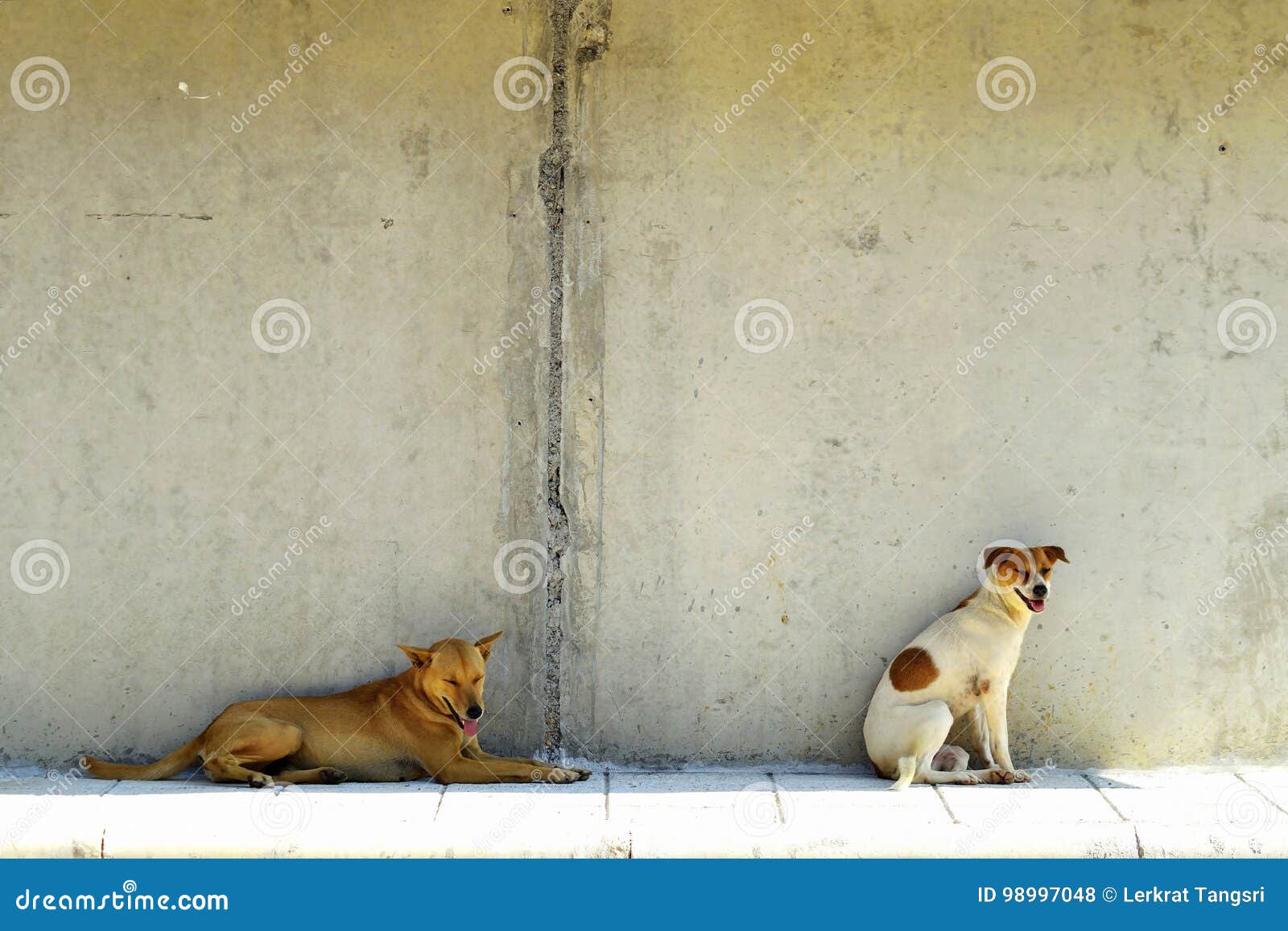 2 dogs feeling hot stock photo. Image of farm, lion, canine - 98997048