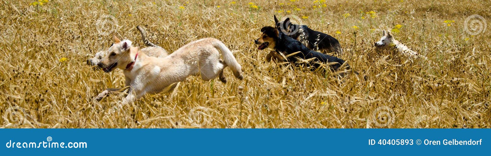 Dogs in the field stock image. Image of domestic, country - 40405893