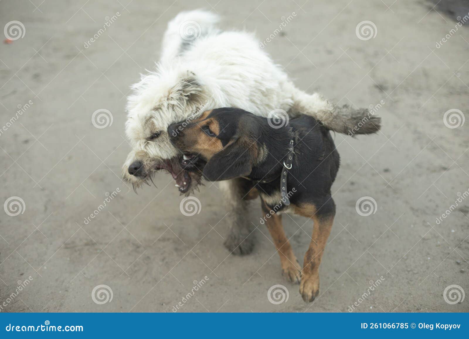 Dogs Fight. Pets Play. Dog Bite. Animal Aggression Stock Image - Image ...