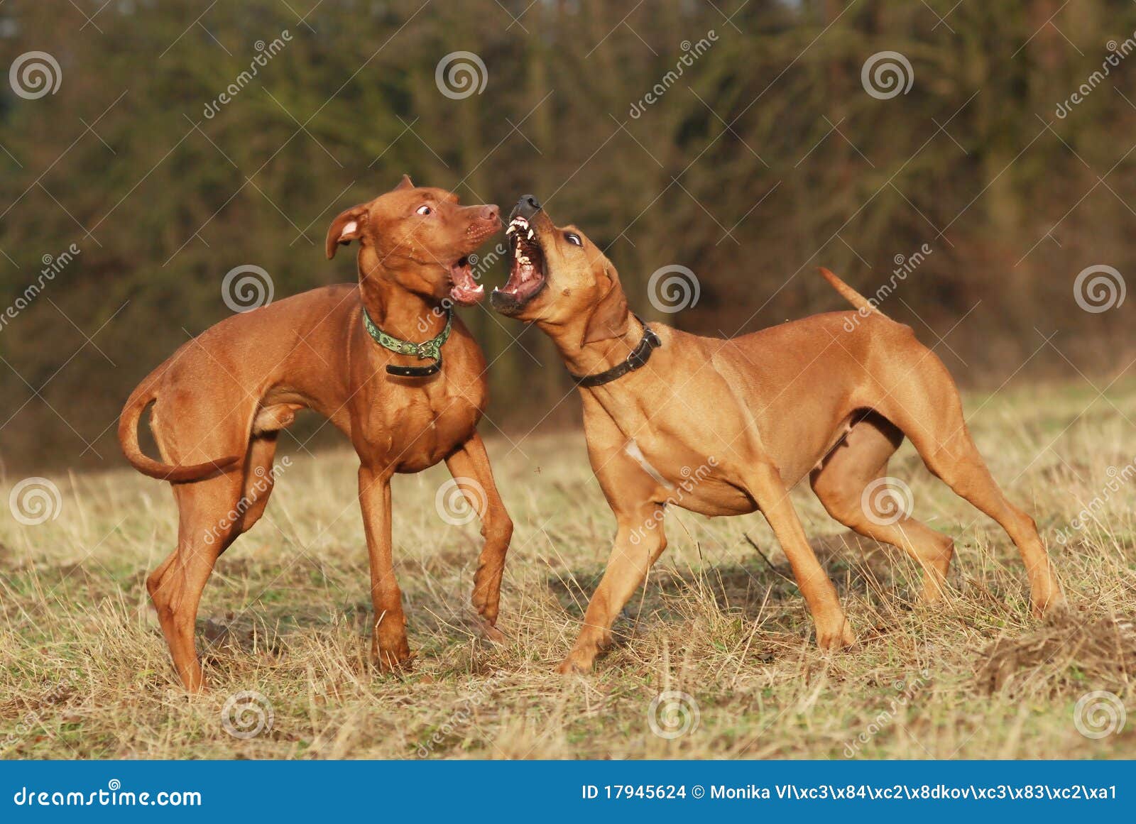 Dogs fighting stock photo. Image of game, field, male - 17945624