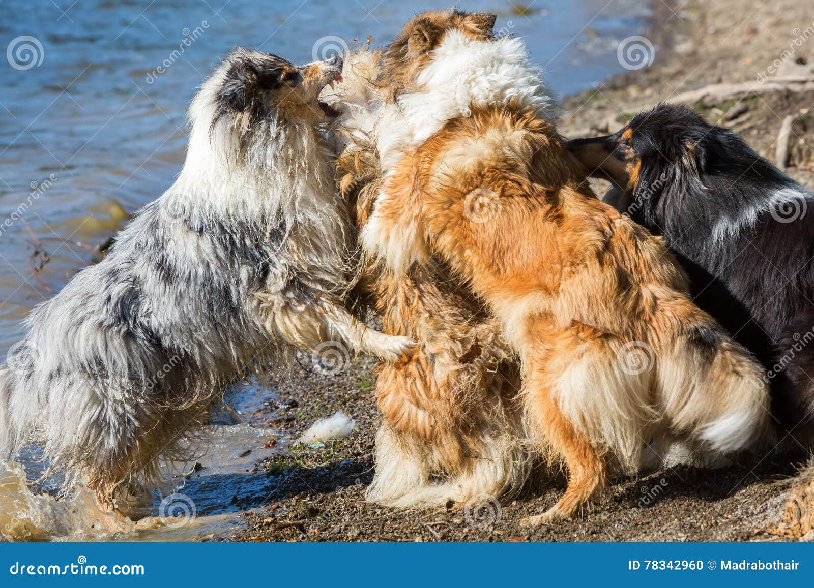 Dogs Fighting at the Border of a Lake Stock Photo - Image of behaviour ...