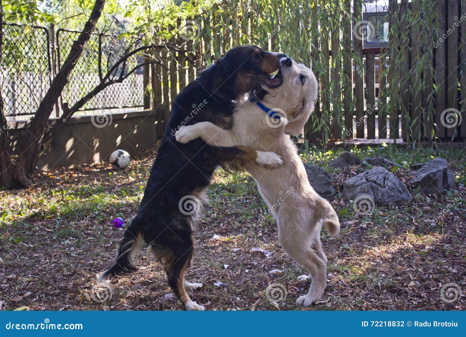 Dogs fighting stock photo. Image of playing, dogs, pets - 72218832