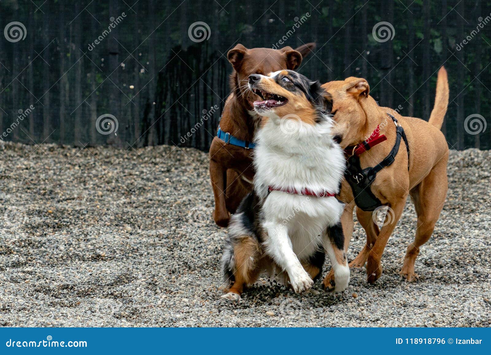 Dogs while Fighting for Fun Stock Photo - Image of action, aggression ...