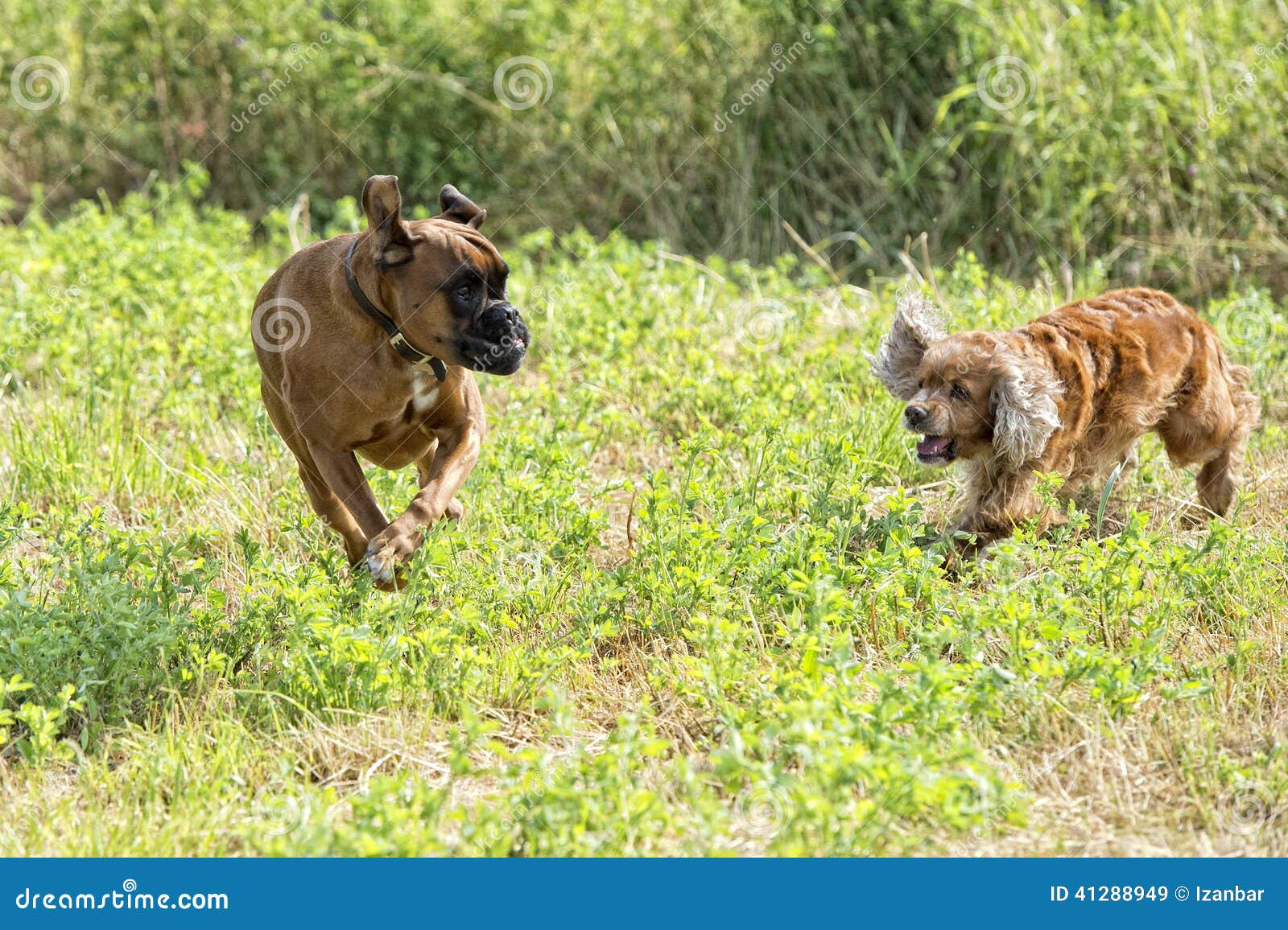 Dogs while Fighting on the Grass Stock Image - Image of aggressive ...