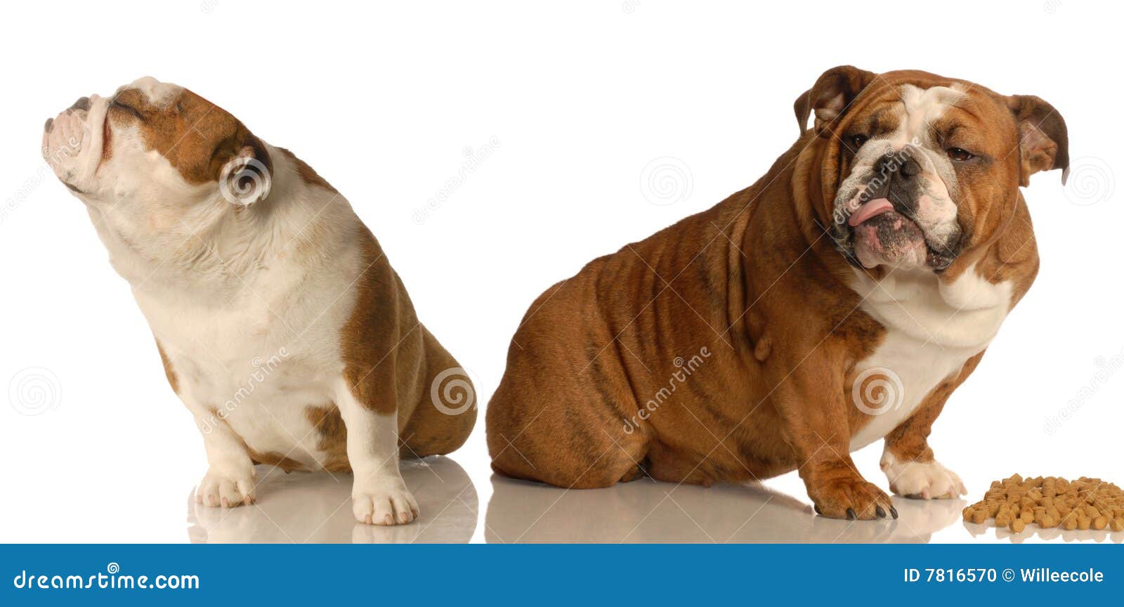 Dogs fighting over food stock photo. Image of anger, arguing - 7816570