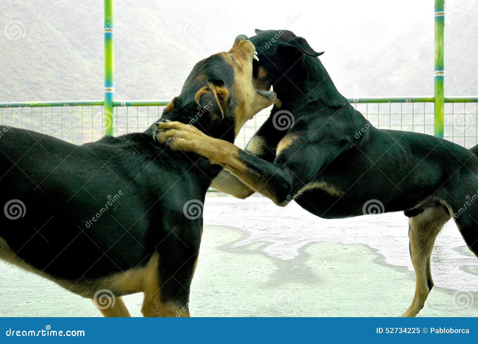 Dogs fighting stock image. Image of fight, dogs, danger - 52734225
