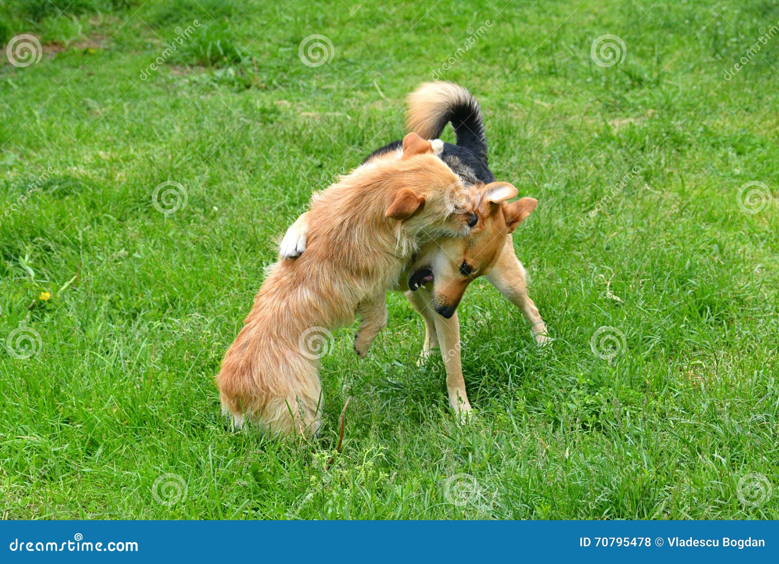 Dogs fighting stock photo. Image of grass, animal, cute - 70795478