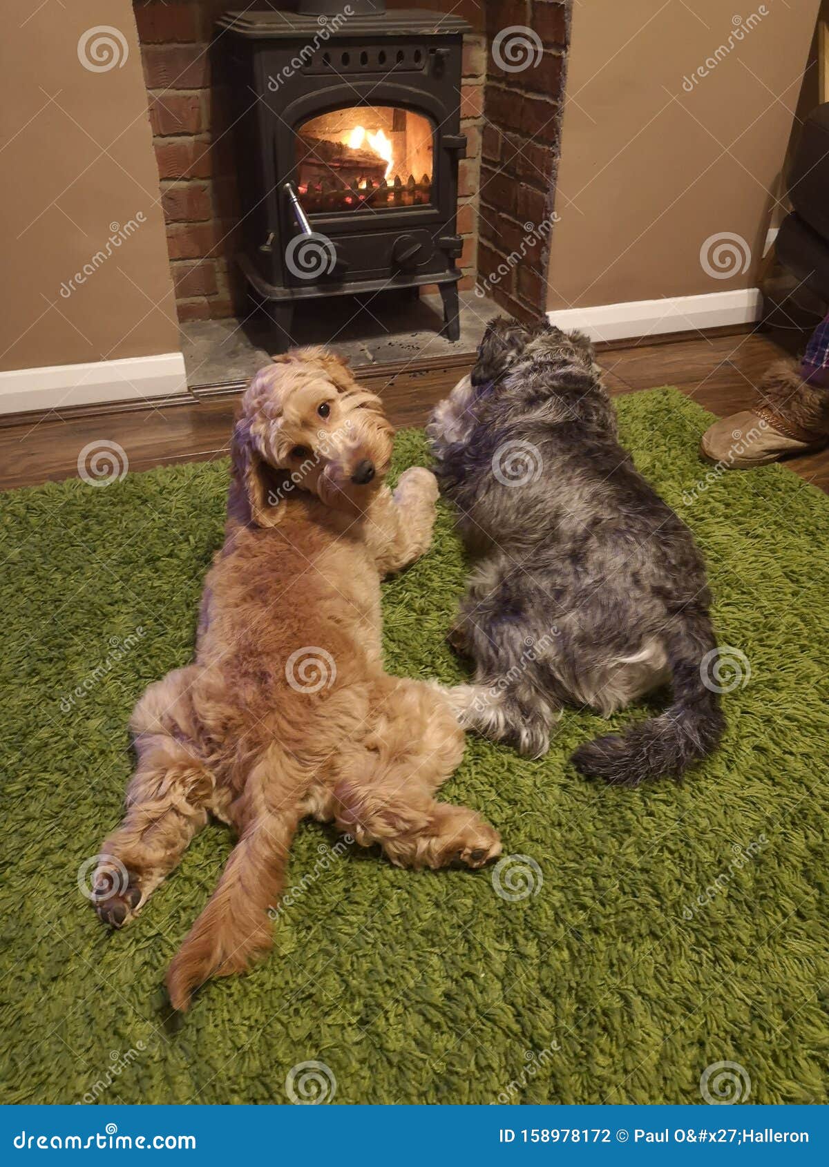 Dogs and fire stock photo. Image of schnauzer, cockapoo - 158978172