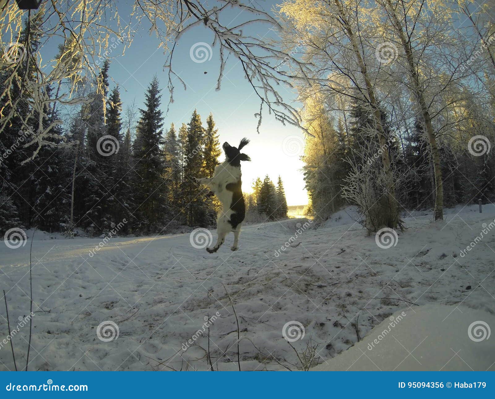 Dogs stock photo. Image of pets, flying, funny, dogs - 95094356