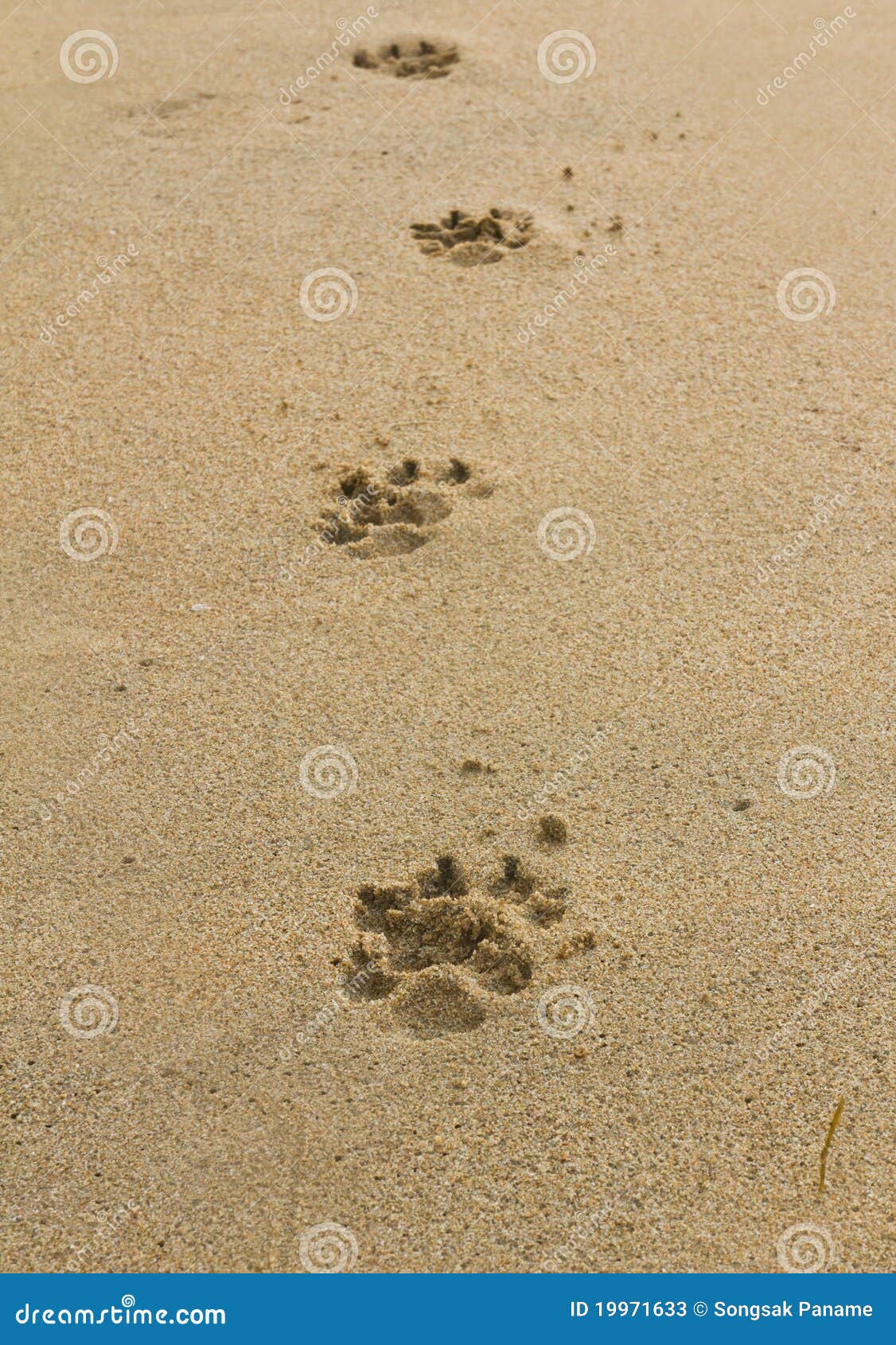 Dogs footprints stock image. Image of prints, canine - 19971633