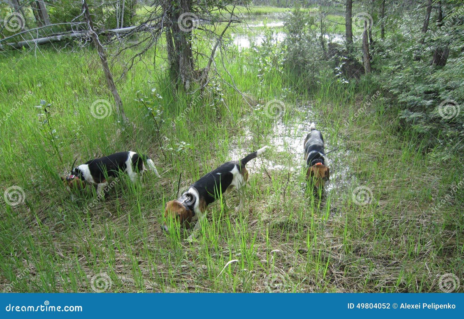 Dogs in the forest stock photo. Image of dogs, nature - 49804052