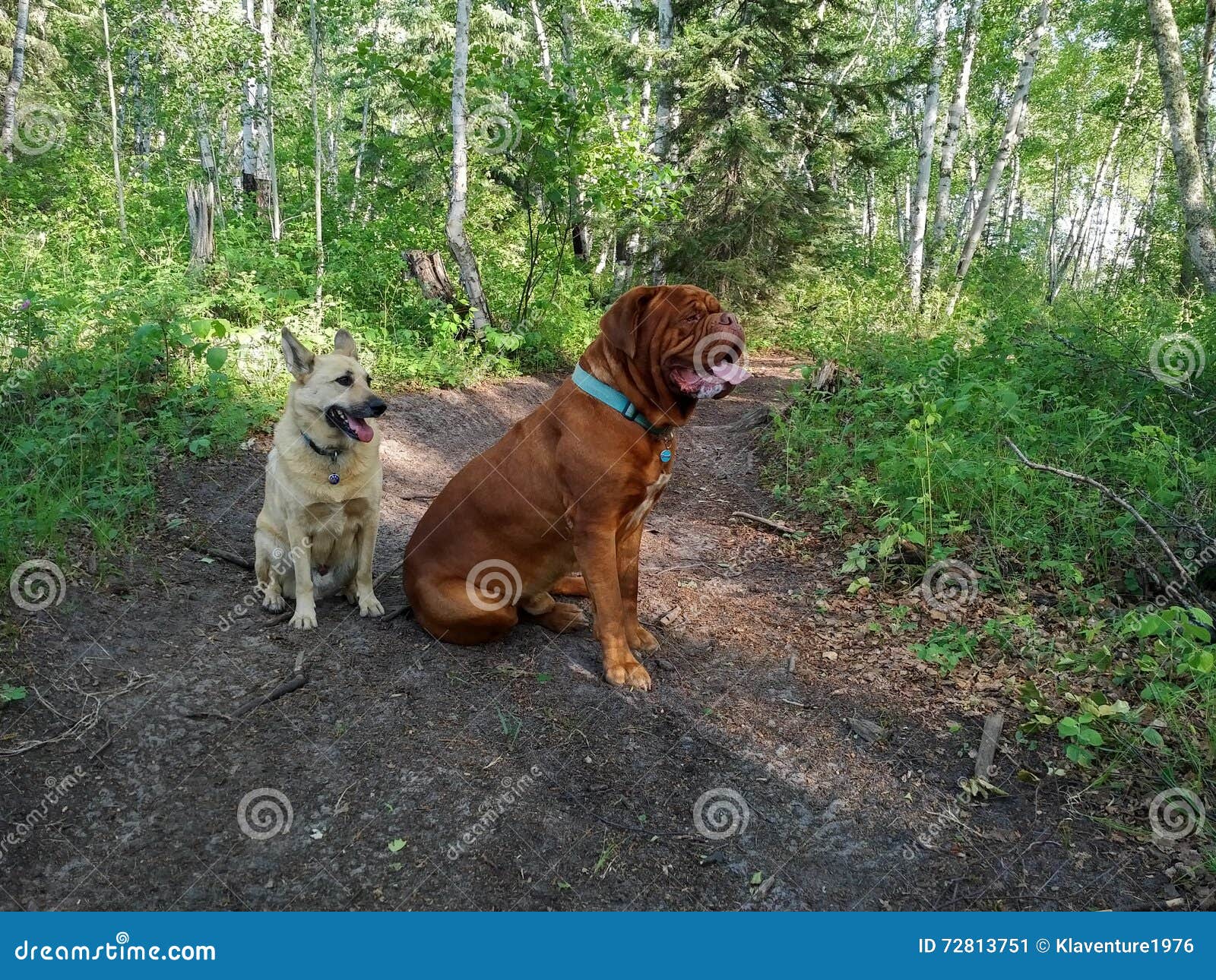 Dogs in forest stock image. Image of dogue, forest, trail - 72813751