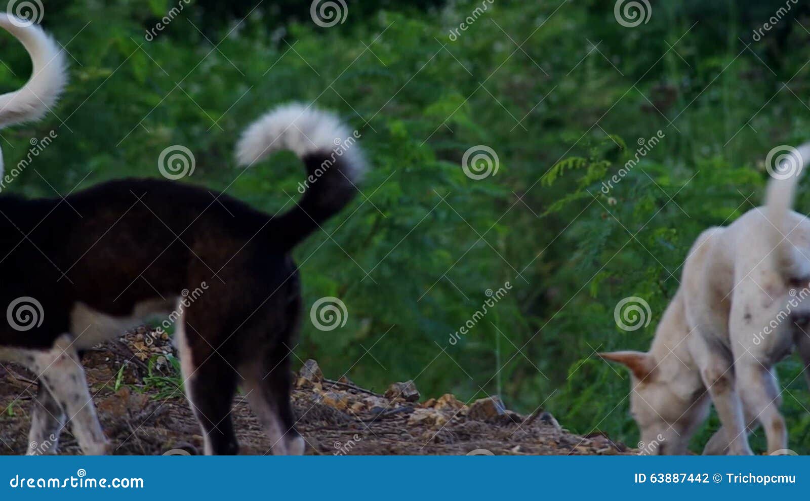 Dogs Forming a Group and Walking Together Stock Footage - Video of ...