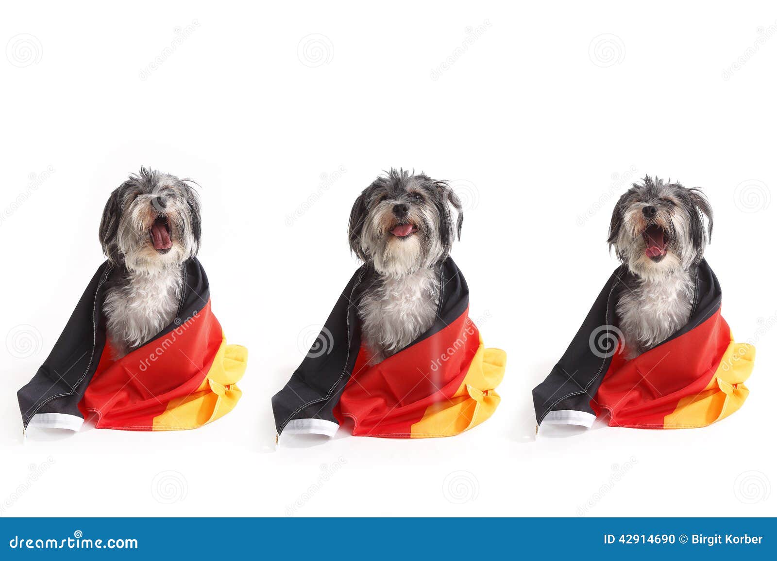 Dogs with German Flag Shout in Front of White Background Stock Photo ...