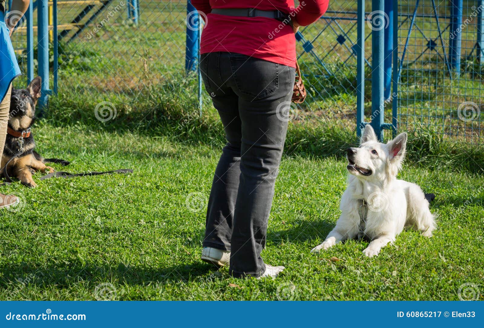 Dogs stock image. Image of adorable, outdoor, agility - 60865217