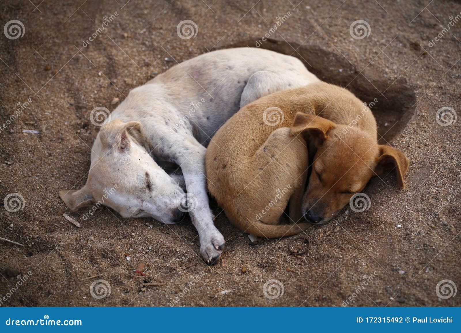 2 Dogs Getting Cool on the Beach Stock Photo - Image of curled, heat ...