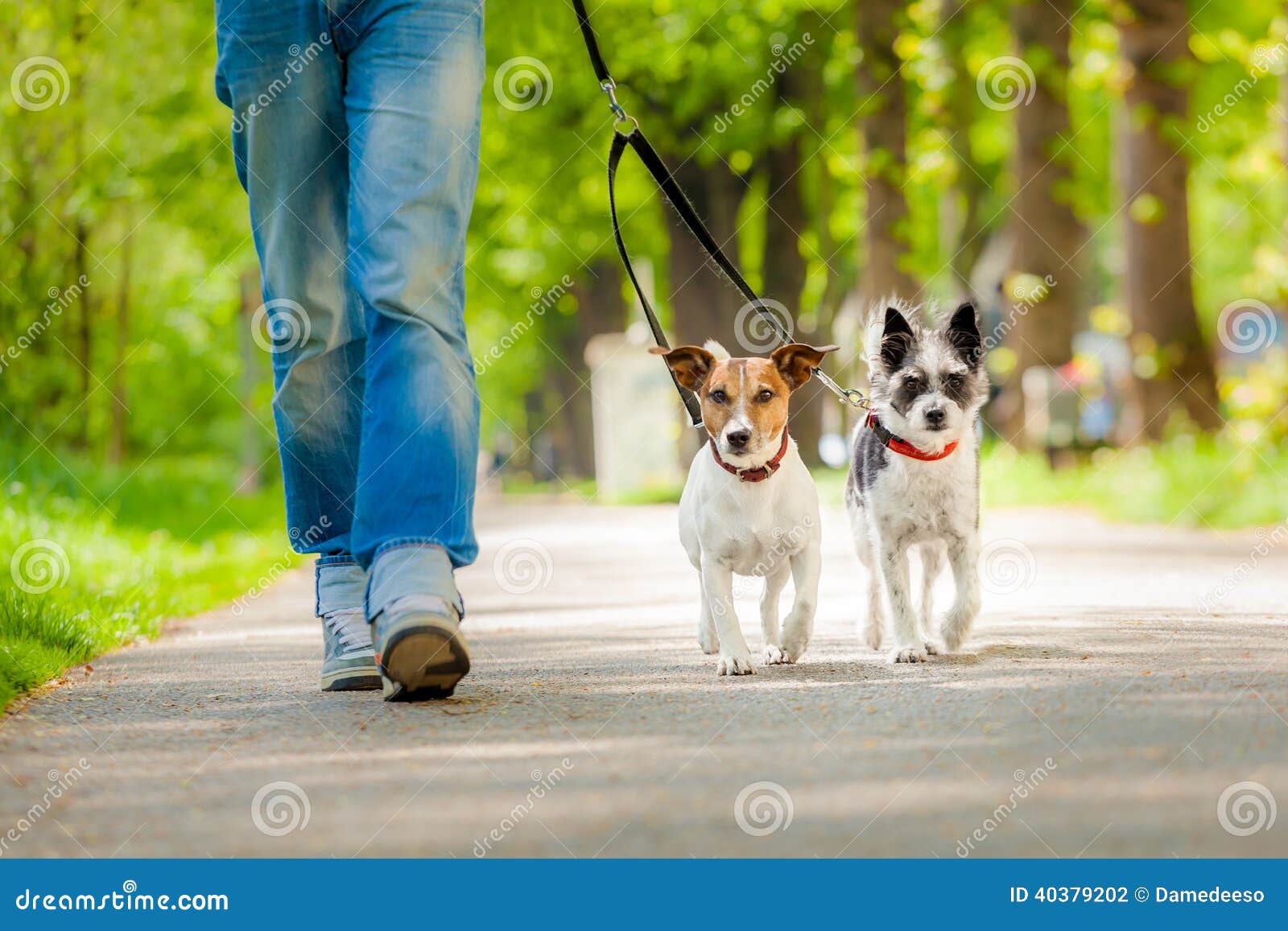 Dogs going for a walk stock photo. Image of animal, looking - 40379202