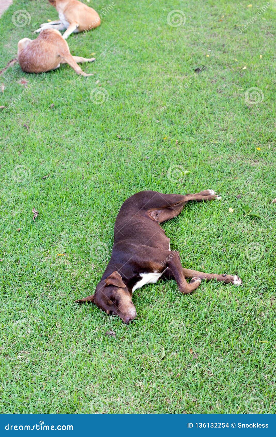 Dogs Preening Stock Photos - Free & Royalty-Free Stock Photos from ...