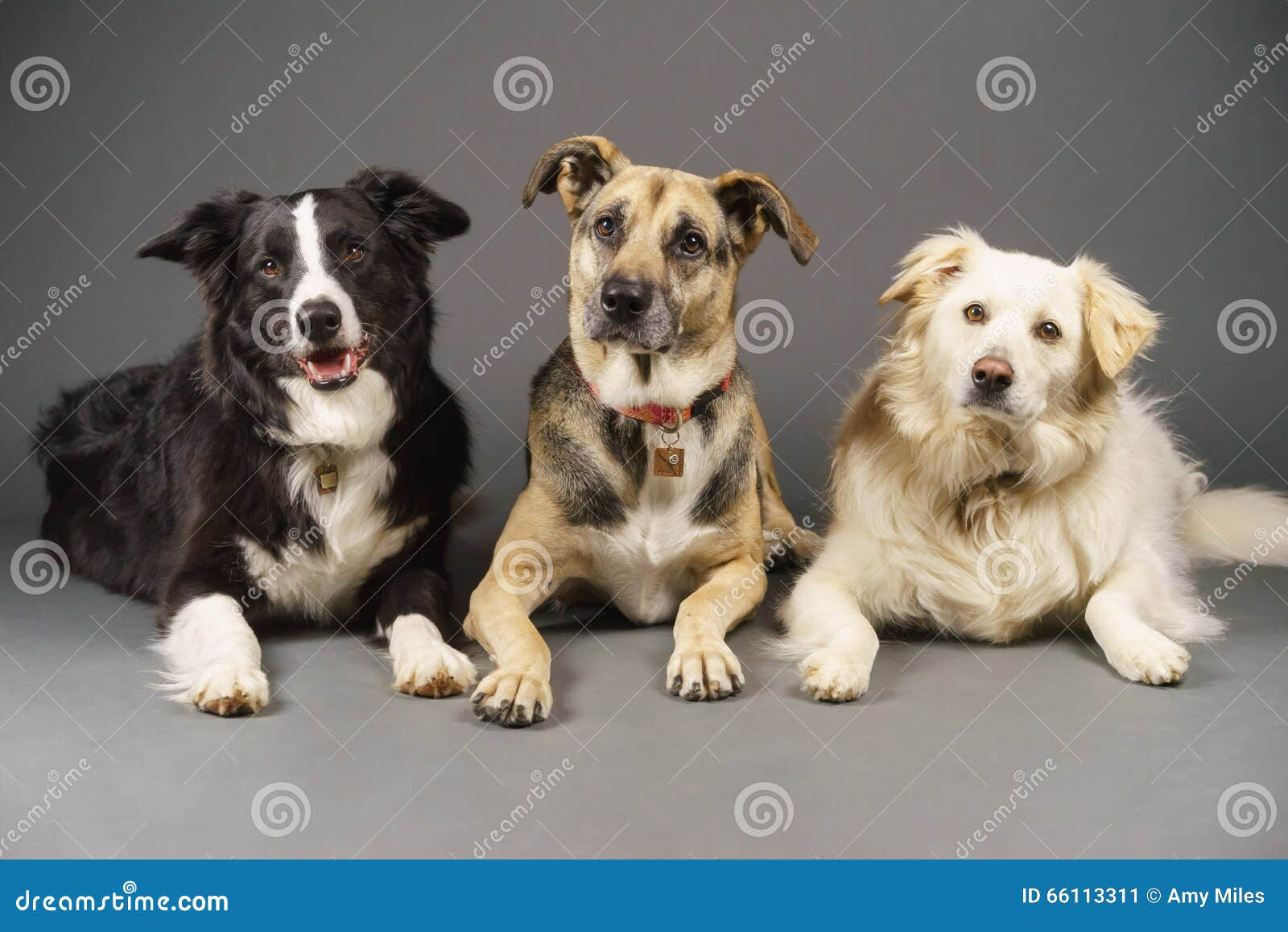 3 dogs stock image. Image of collie, thunder, backdropn - 66113311
