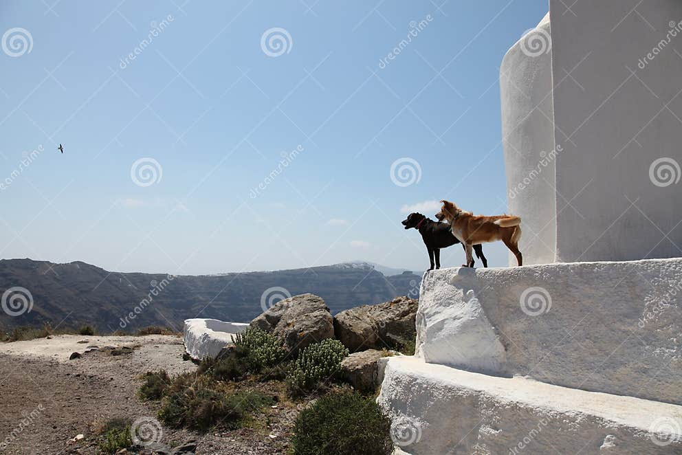 Dogs in Greece stock image. Image of santorini, dogs - 21917819