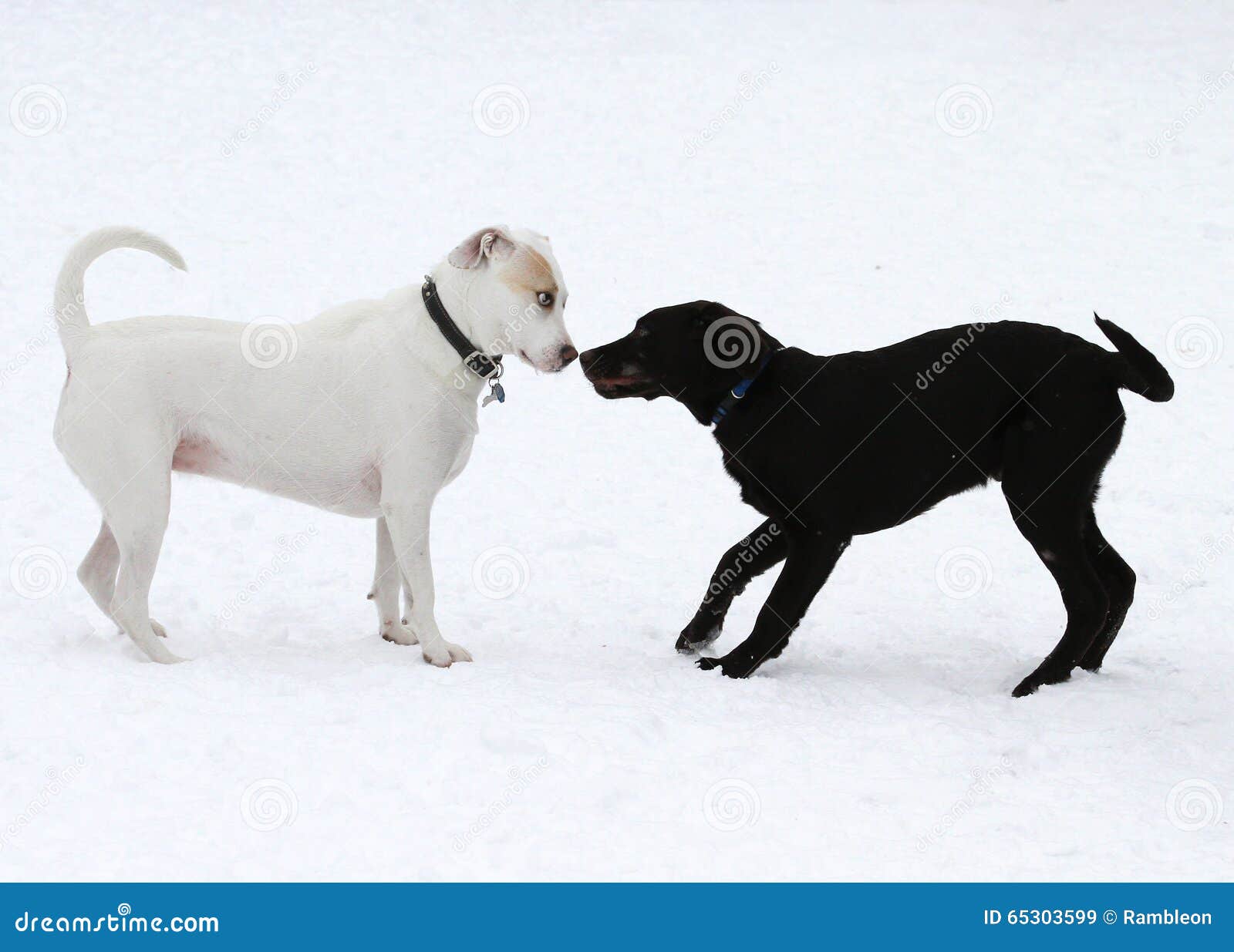 Dogs greeting stock image. Image of carnivoran, dogs - 65303599