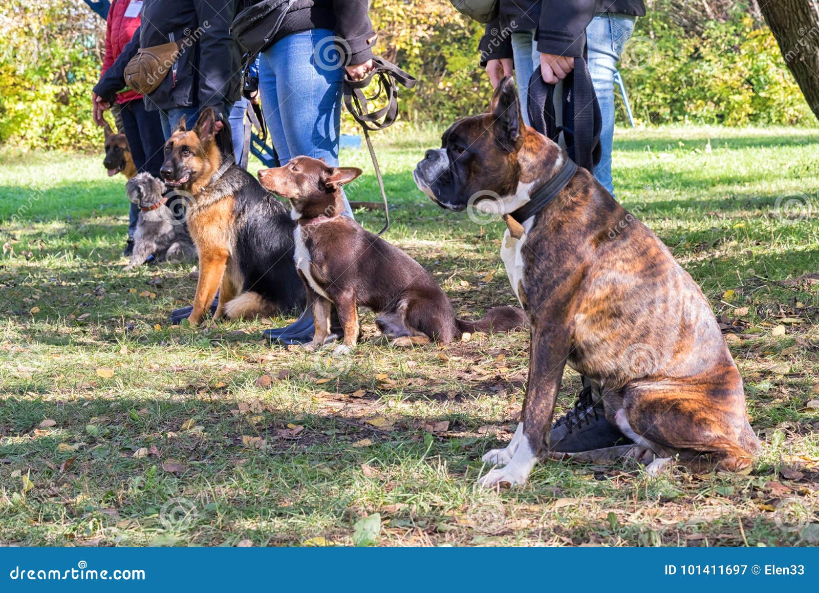 Dogs stock image. Image of companion, learning, obedient - 101411697