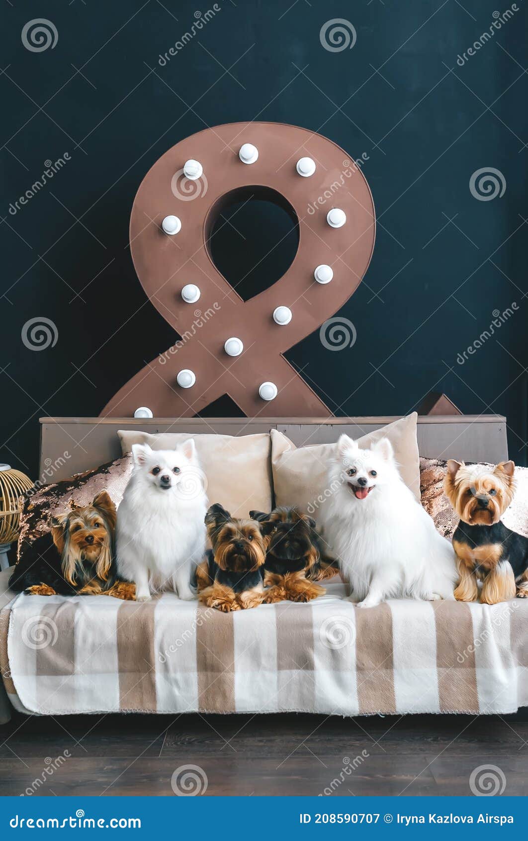 Dogs Group Sitting Together on Sofa in Studio Stock Image - Image of ...