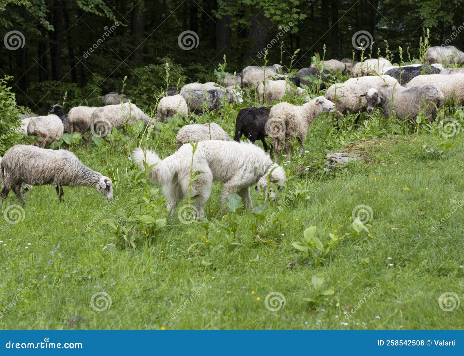 Dogs Guard the Sheep on the Pasture Photo Stock Photo - Image of green ...