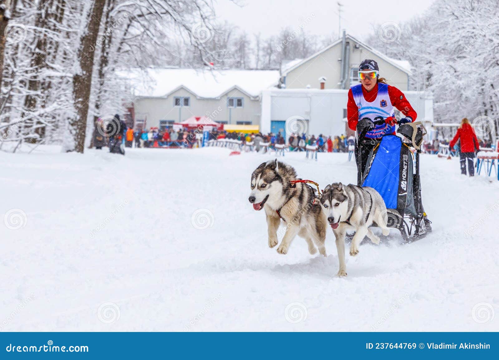 Dogs in a Harness Pull Sleds with a Man in the Winter in the Snowy ...