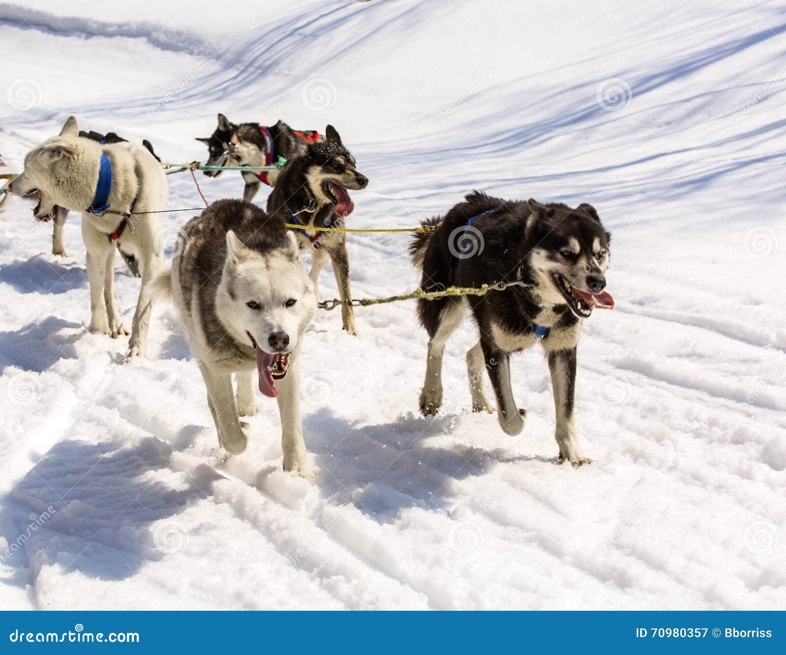 The Dogs in Harness Pulling a Sleigh Competitions Stock Image - Image ...