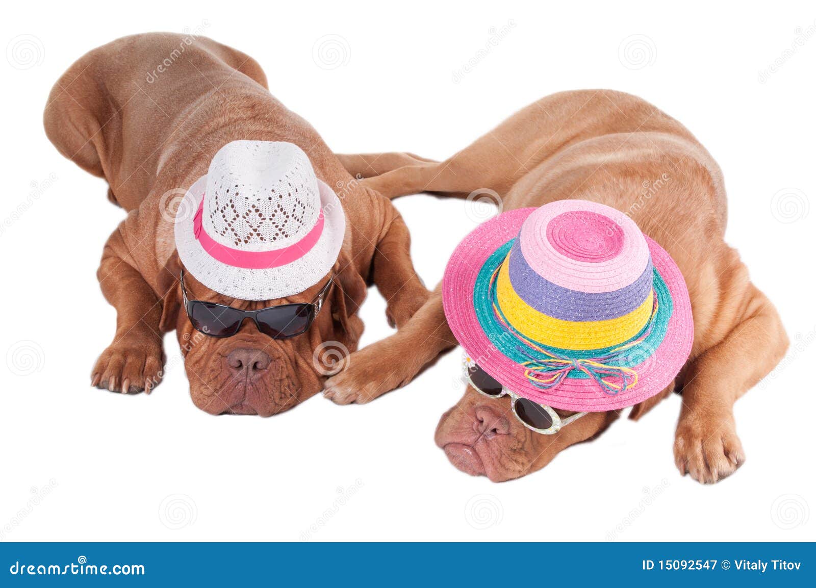Dogs with hats stock image. Image of dogue, ladies, humor - 15092547