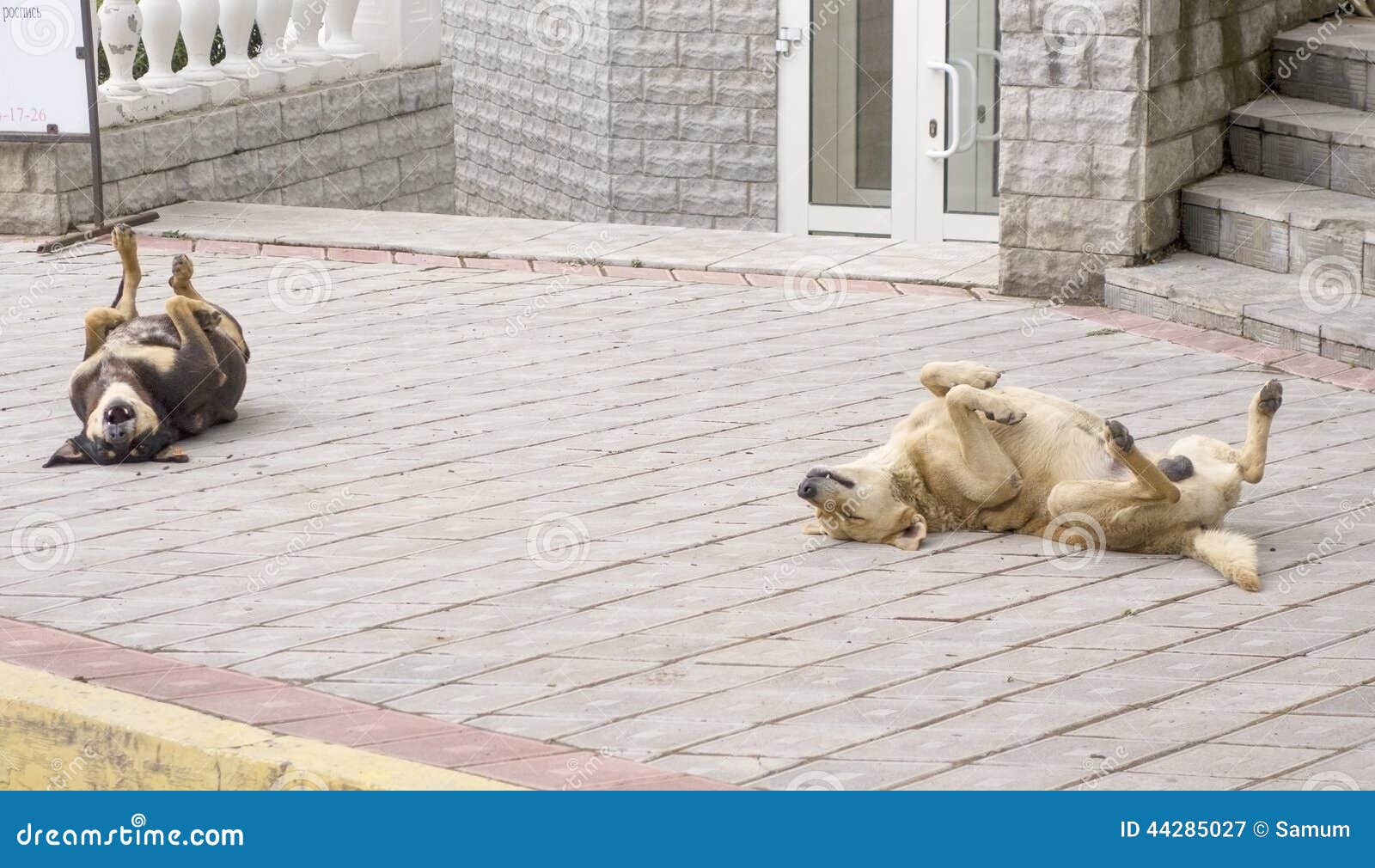 Dogs have a rest stock image. Image of people, panorama - 44285027