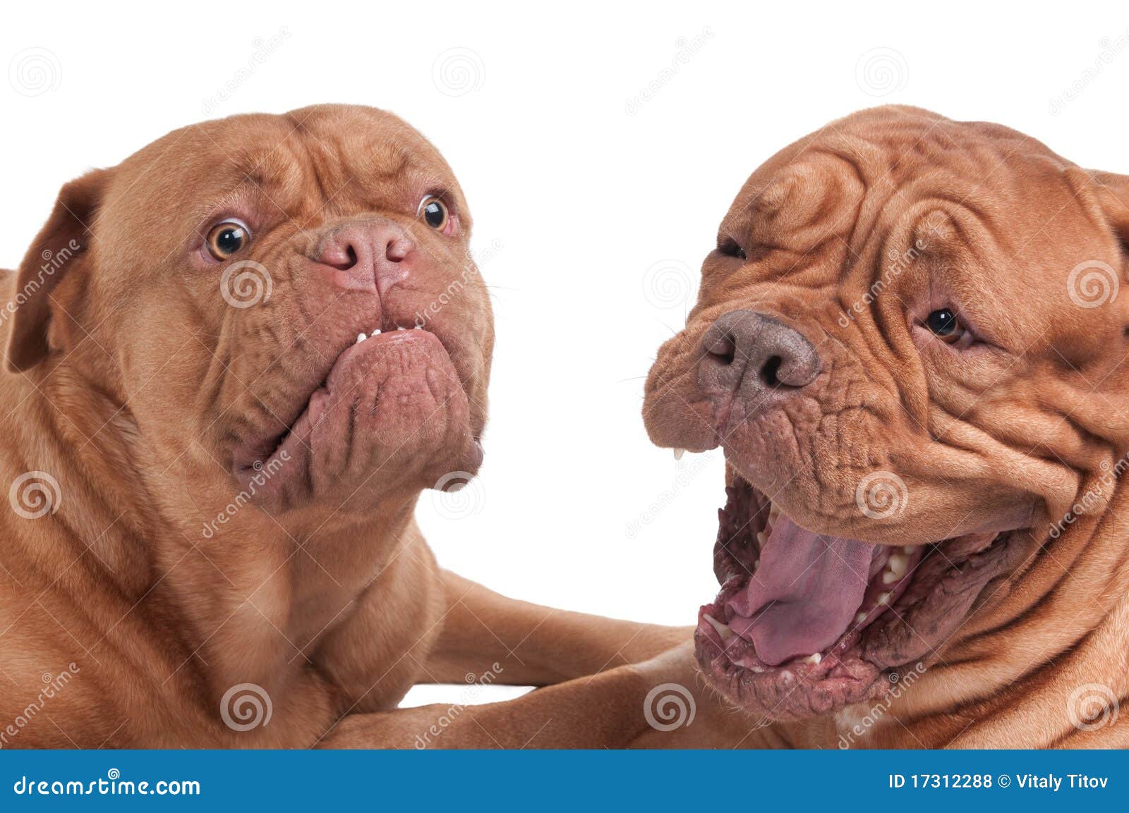 Dogs are having fun stock photo. Image of game, inside - 17312288