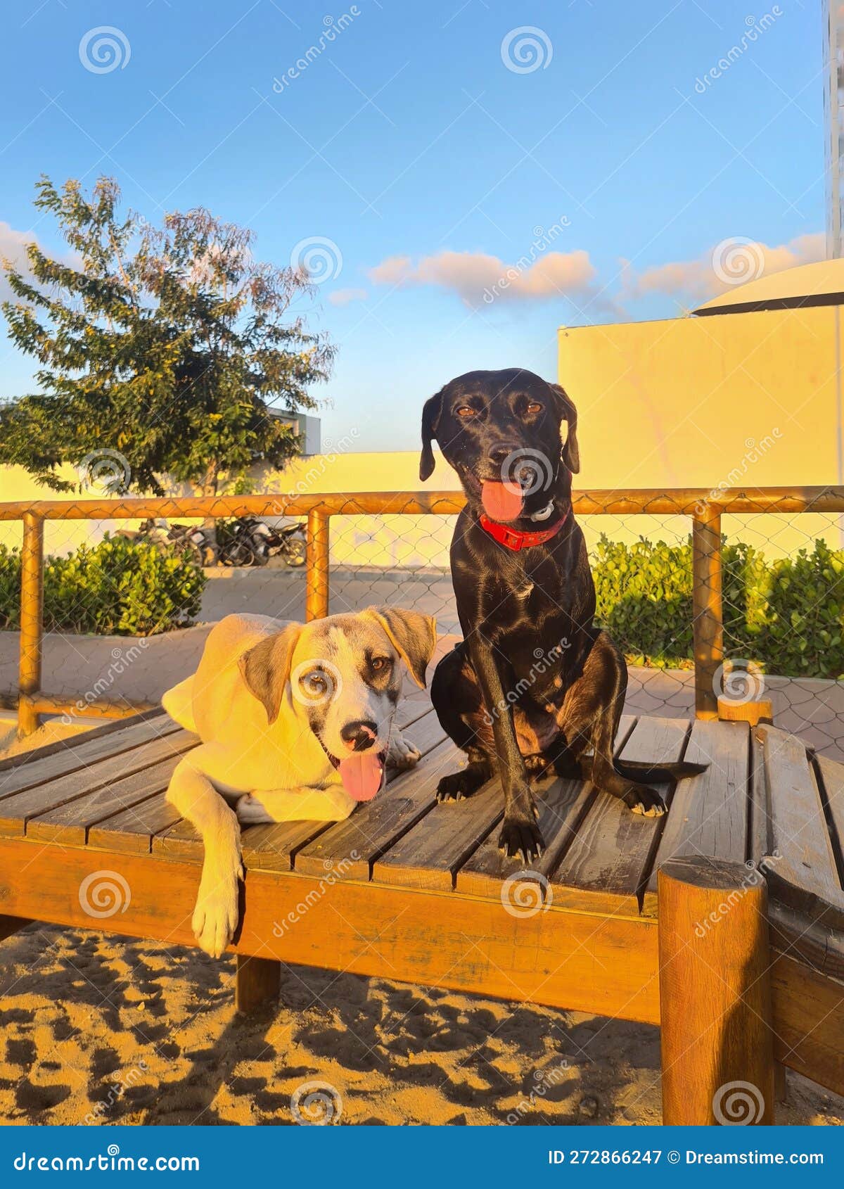 Dogs Having Fun in the Park Stock Image - Image of leisure, female ...