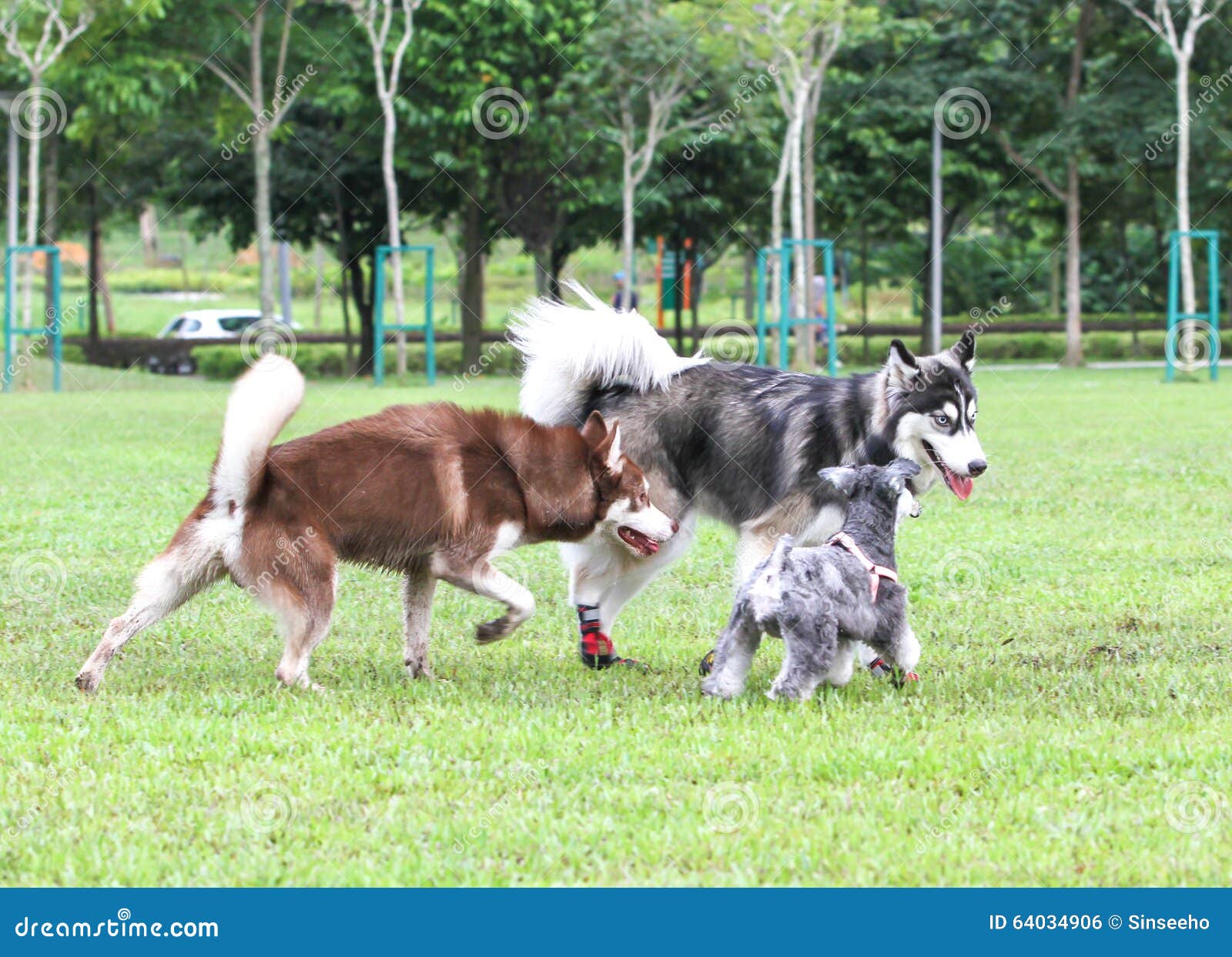 Dogs Having Fun in the Park Stock Photo - Image of dogs, park: 64034906