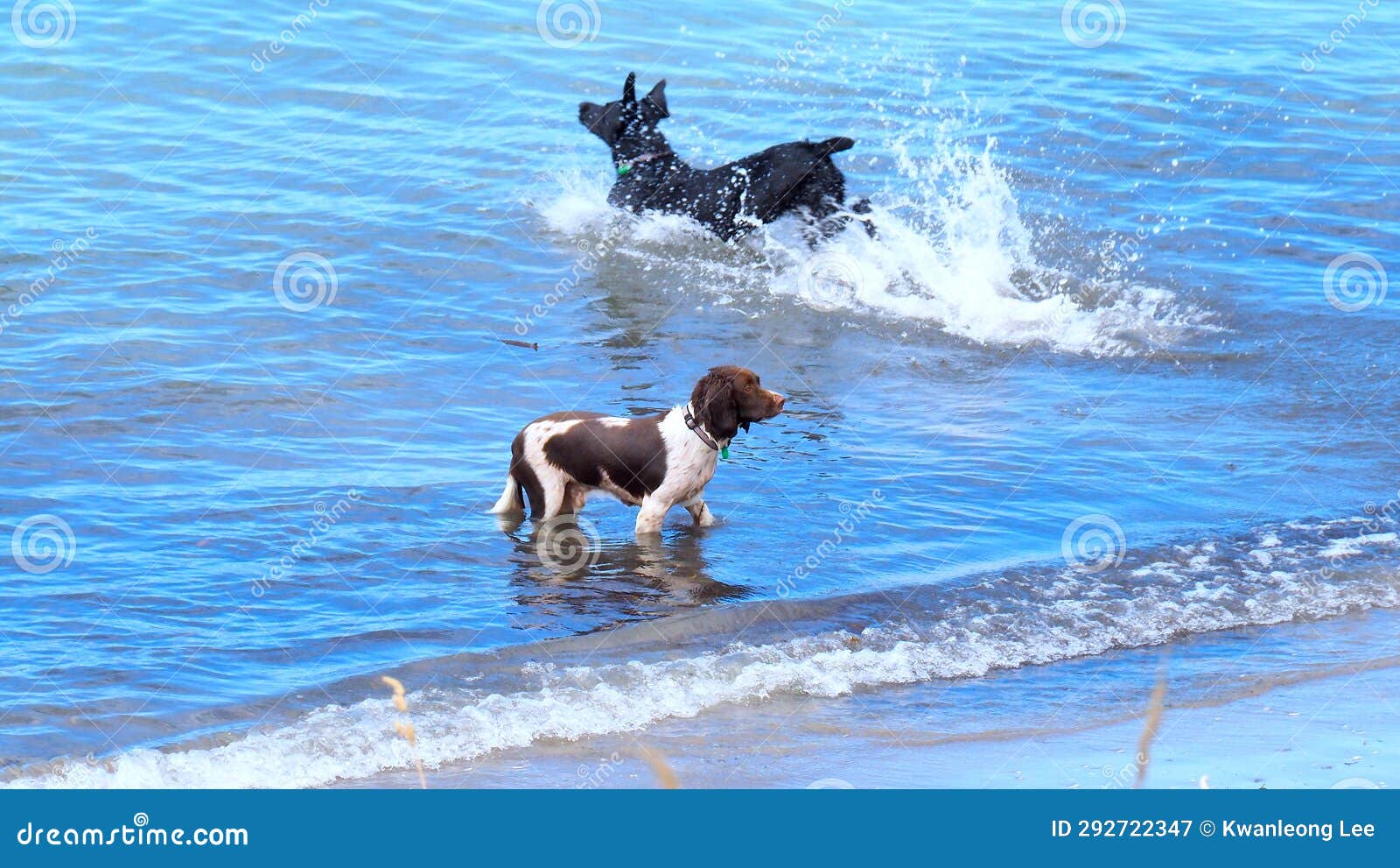 Dogs having fun stock image. Image of beach, coast, warm - 292722347