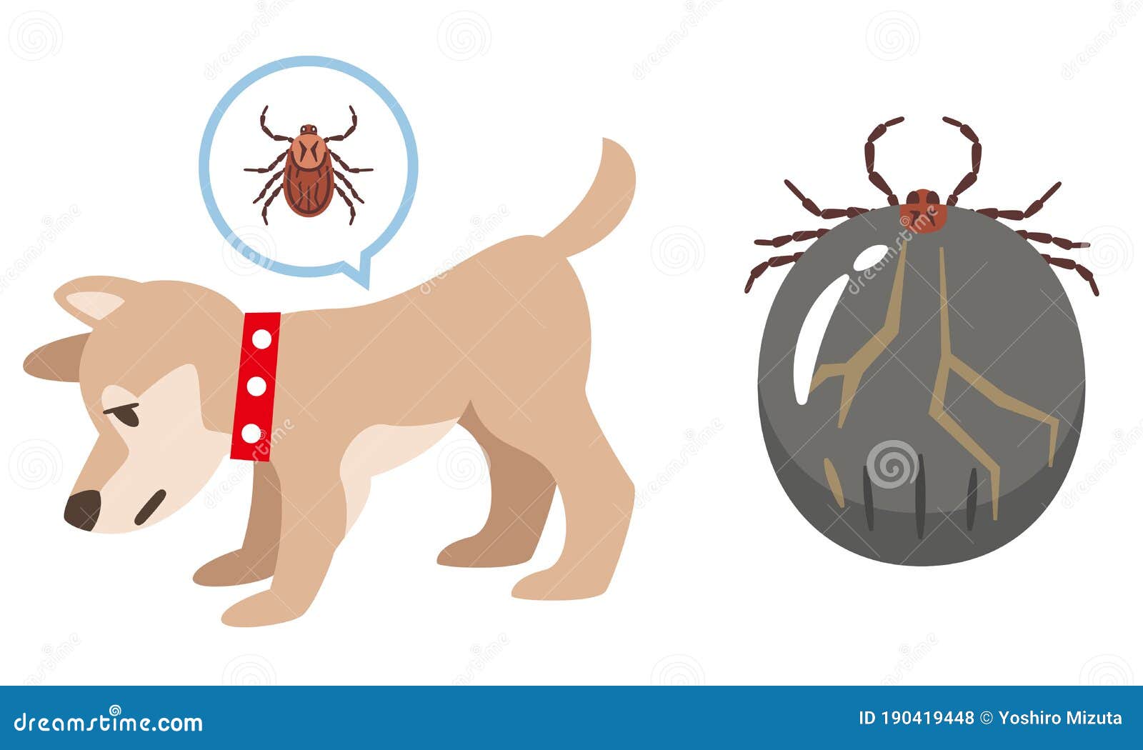 Dogs Infested with Ticks and Ticks after Sucking Blood Stock Vector ...