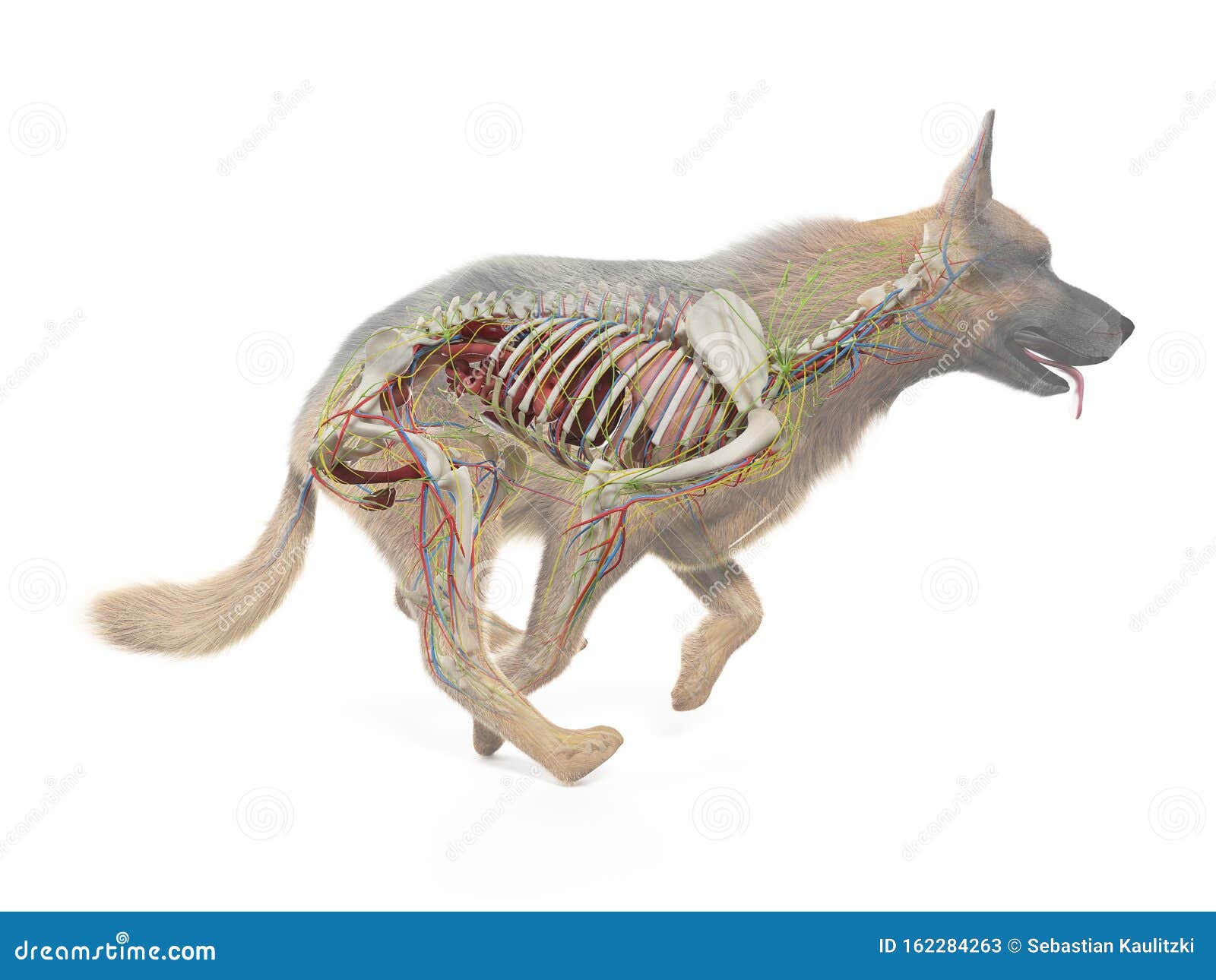 A dogs internal anatomy stock illustration. Illustration of animal ...
