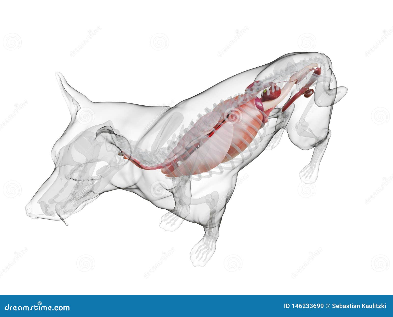 A dogs internal organs stock illustration. Illustration of medical ...
