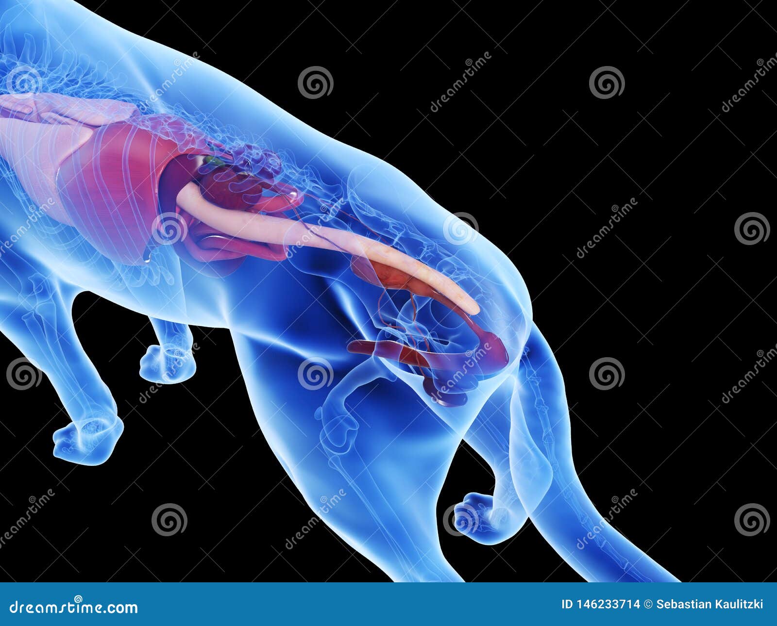 A dogs internal organs stock illustration. Illustration of esophagus ...