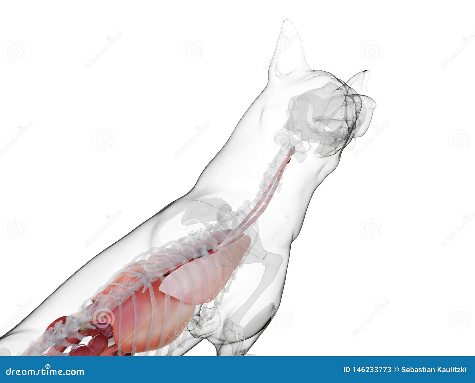A dogs internal organs stock illustration. Illustration of lupus ...